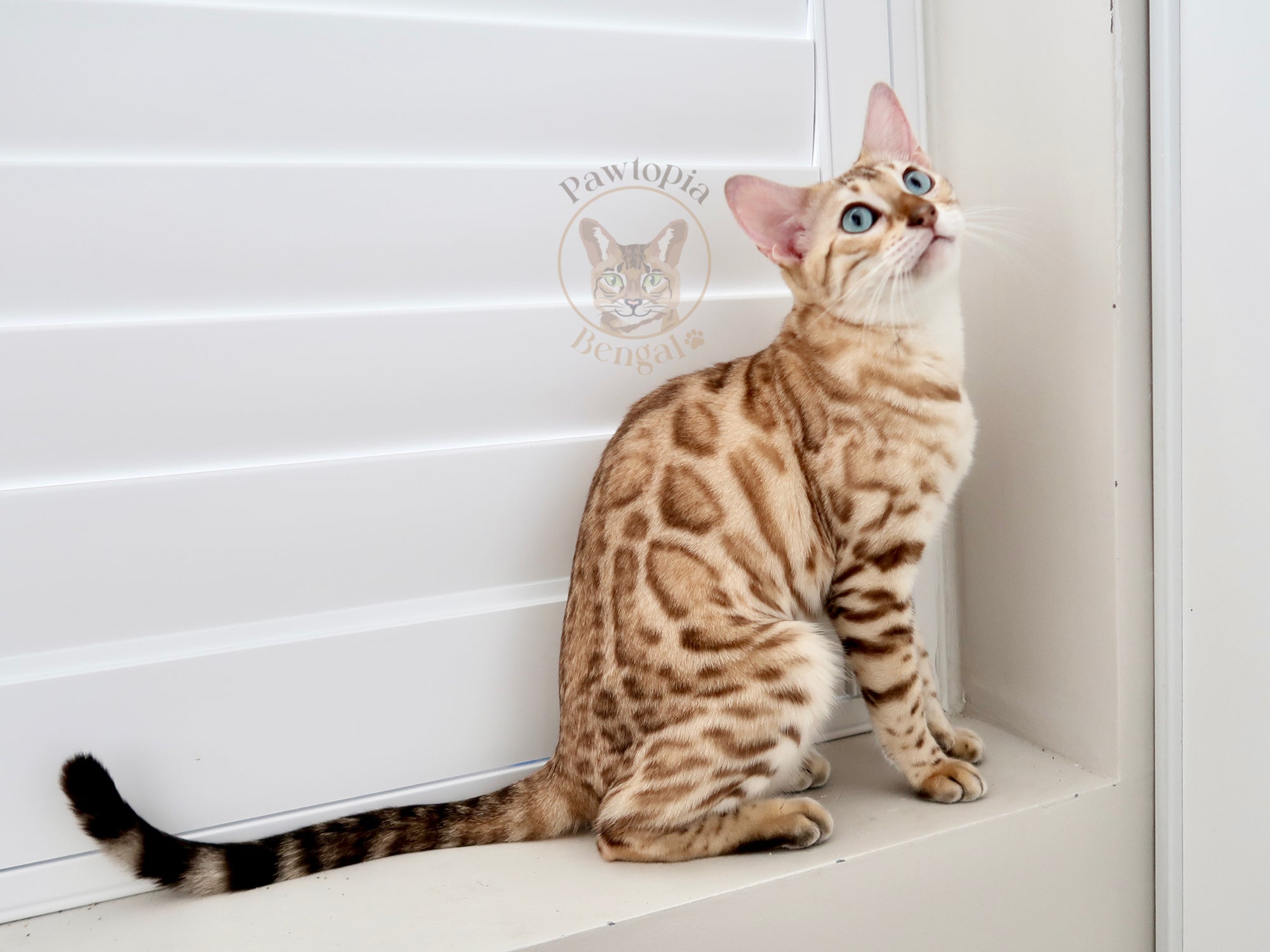 Snow Bengal Kittens for Sale in Ontario – PAWTOPIA BENGAL