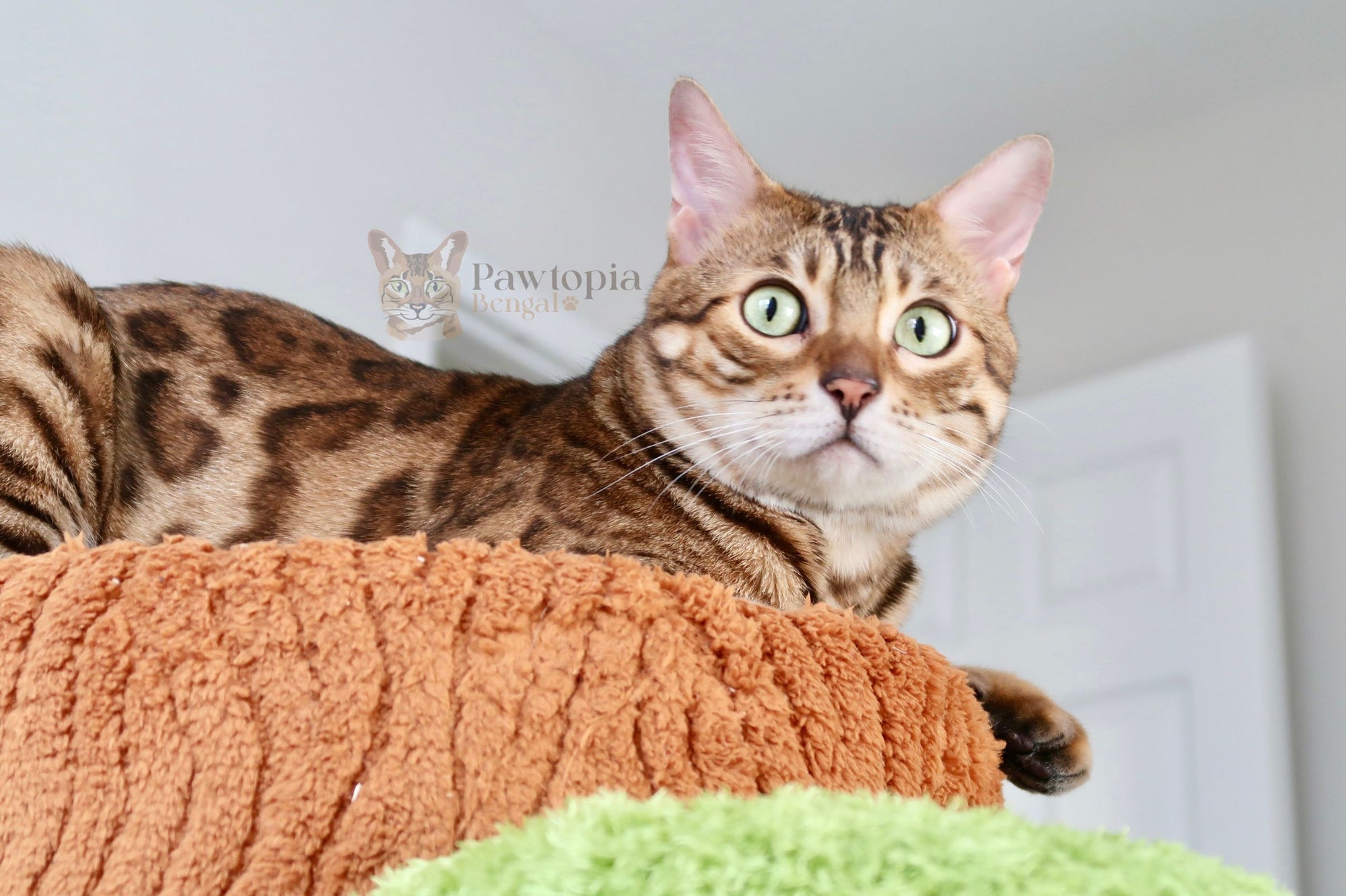 SIMBA (RETIRED) - Pawtopia Bengal Brown Bengal Cat – PAWTOPIA BENGAL