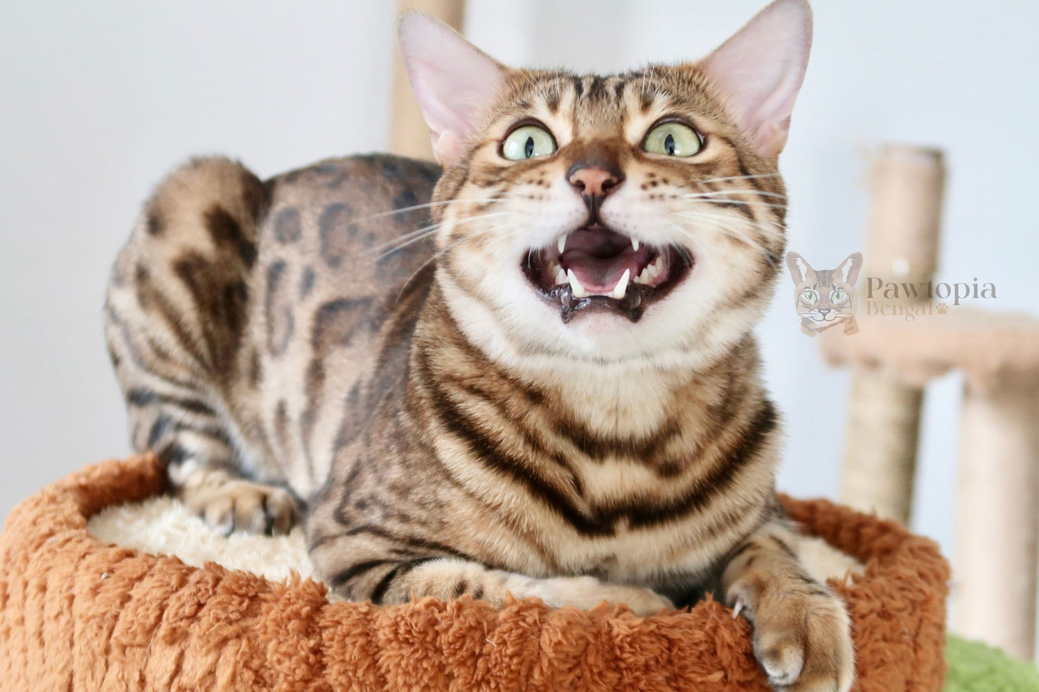 SIMBA (RETIRED) - Pawtopia Bengal Brown Bengal Cat – PAWTOPIA BENGAL