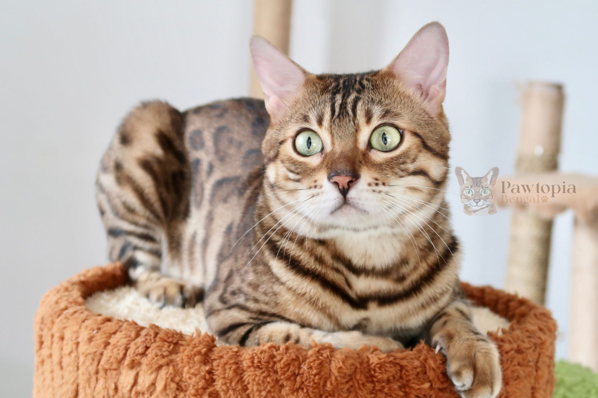 SIMBA (RETIRED) - Pawtopia Bengal Brown Bengal Cat – PAWTOPIA BENGAL