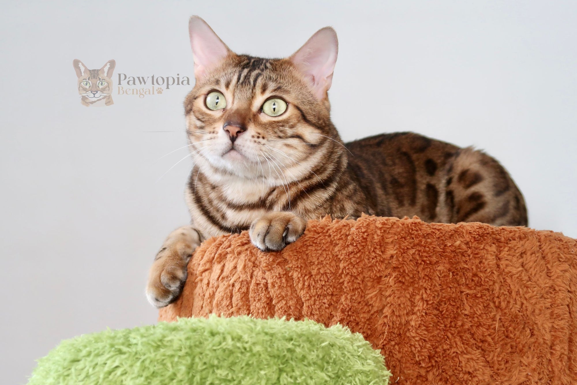 SIMBA (RETIRED) - Pawtopia Bengal Brown Bengal Cat – PAWTOPIA BENGAL