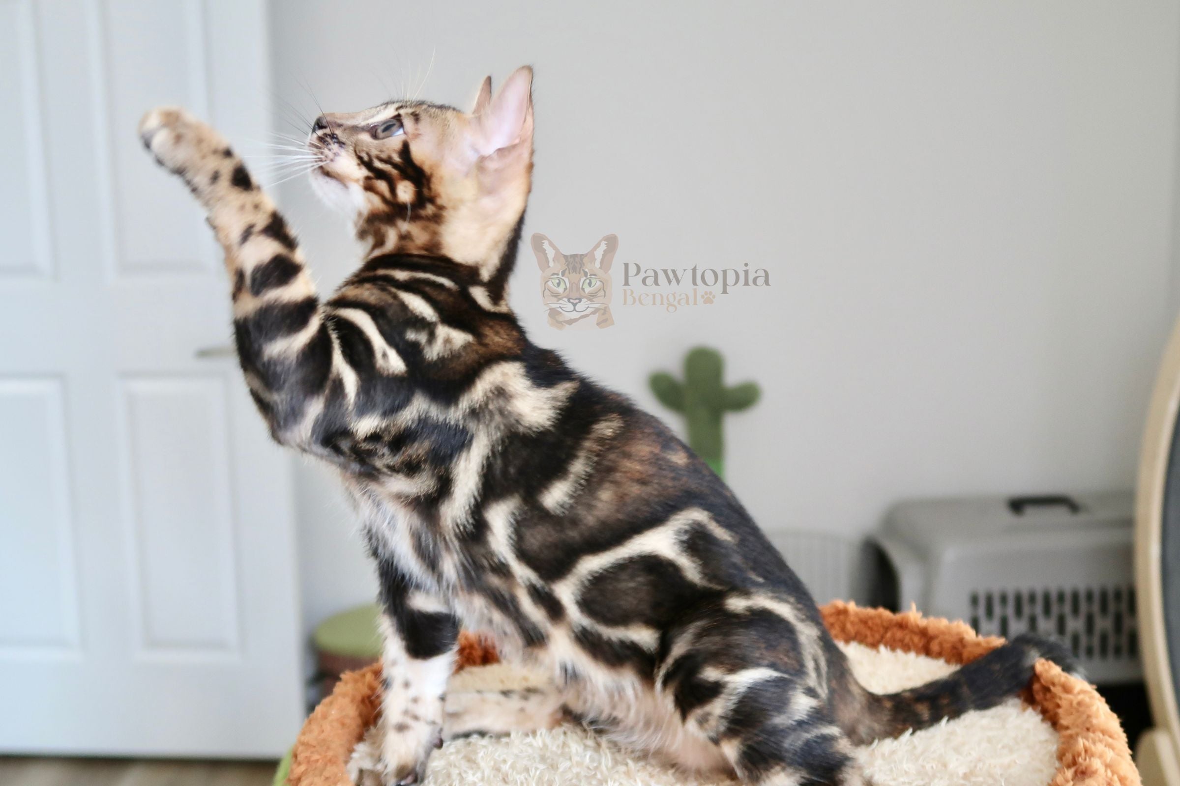 Purebred Bengal Kittens Price in Ontario Canada – PAWTOPIA BENGAL