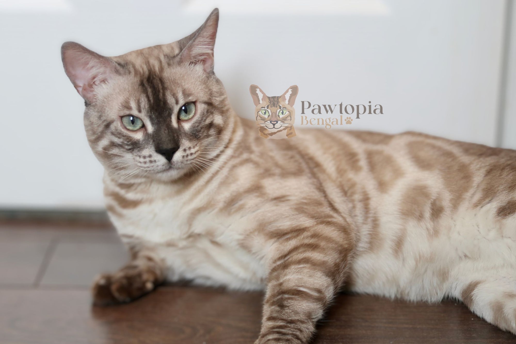 Silver Bengal Kittens in Toronto, Ontario | Pawtopia Bengal Breeder ...