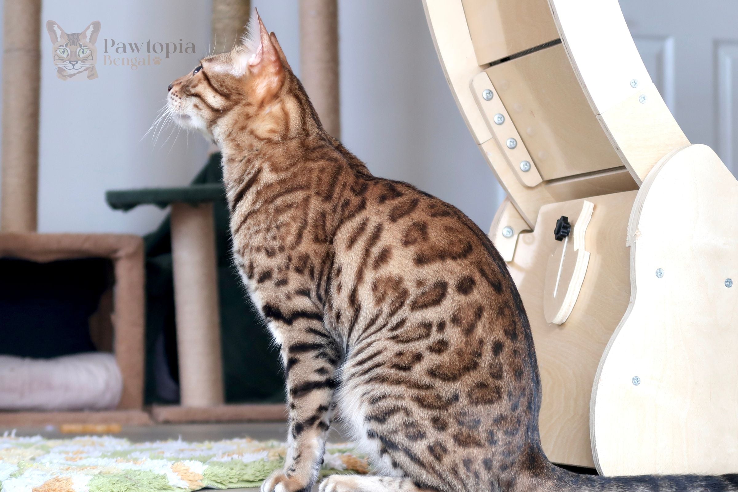 SIMBA (RETIRED) - Pawtopia Bengal Brown Bengal Cat – PAWTOPIA BENGAL