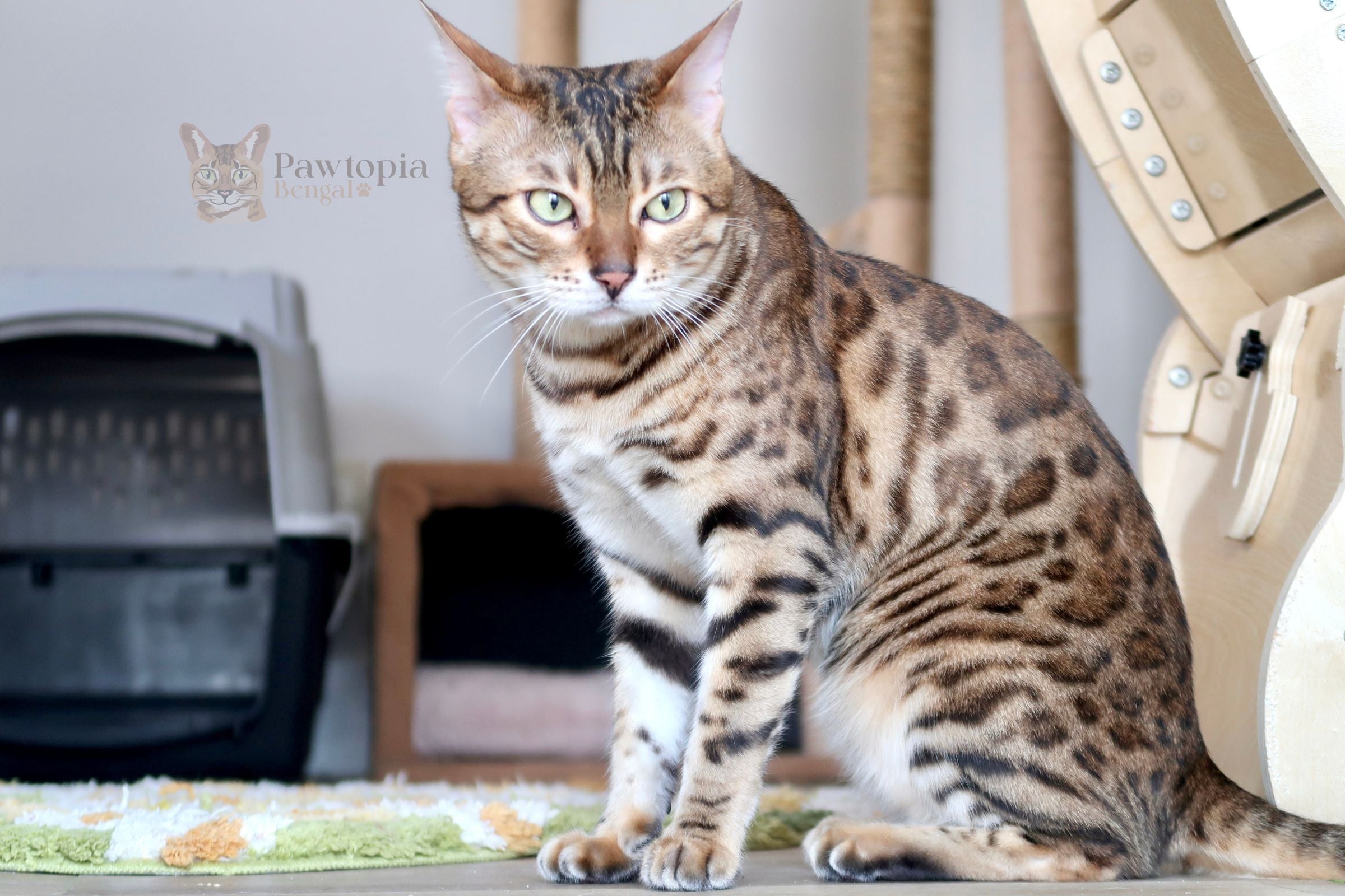SIMBA (RETIRED) - Pawtopia Bengal Brown Bengal Cat – PAWTOPIA BENGAL